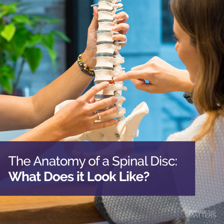 The Anatomy of a Spinal Disc: What Does it Look Like? - Performance ...